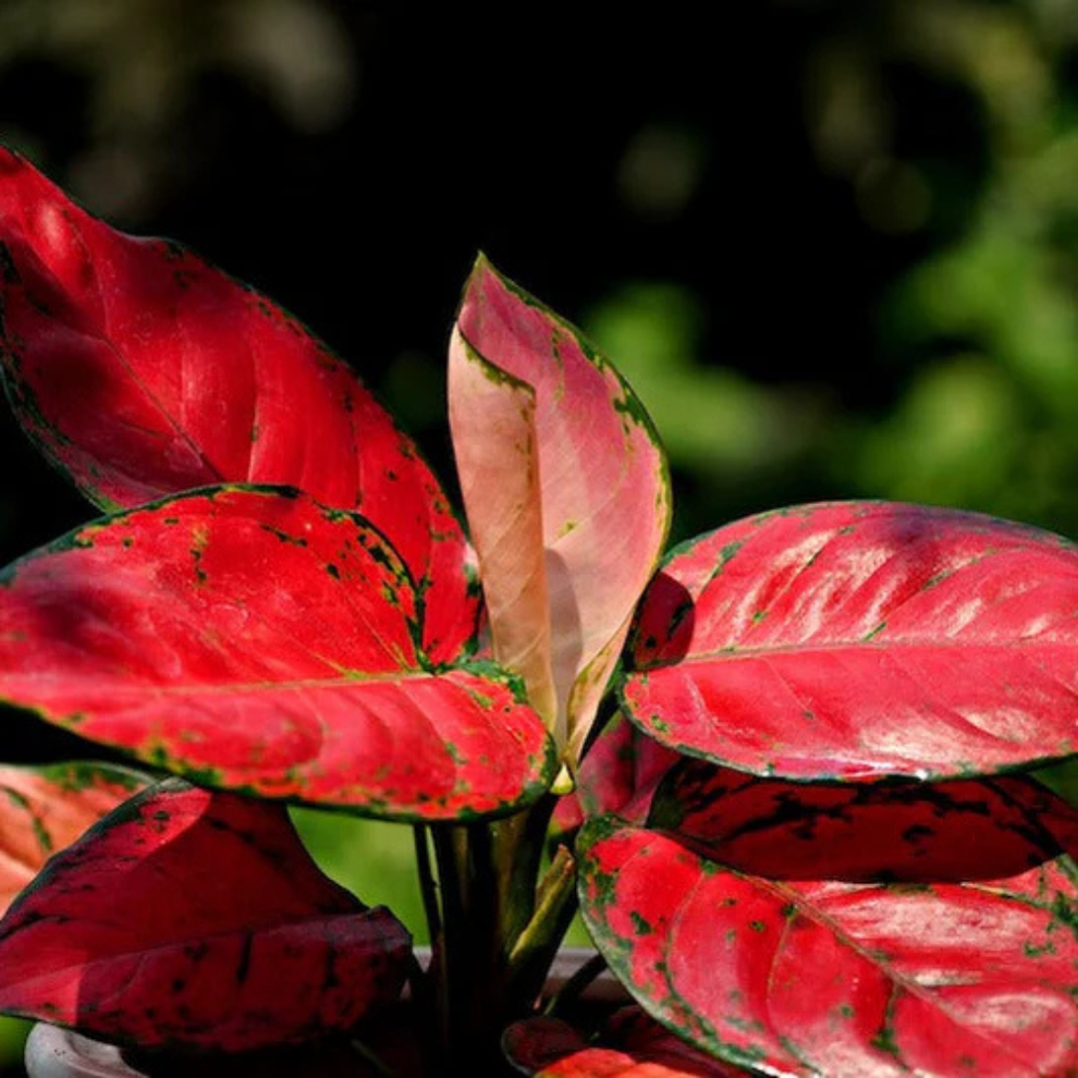 Aglaonema Red Desire Live Plant | Indoor Outdoor – Seed2Plants ...