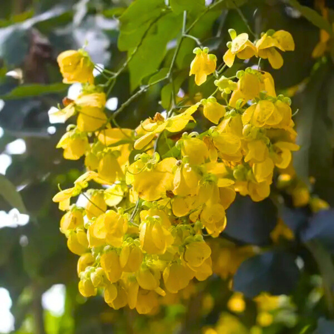 Canadian Konna (Golden Shower Tree / Amaltas) Live Plant | Cassia ...