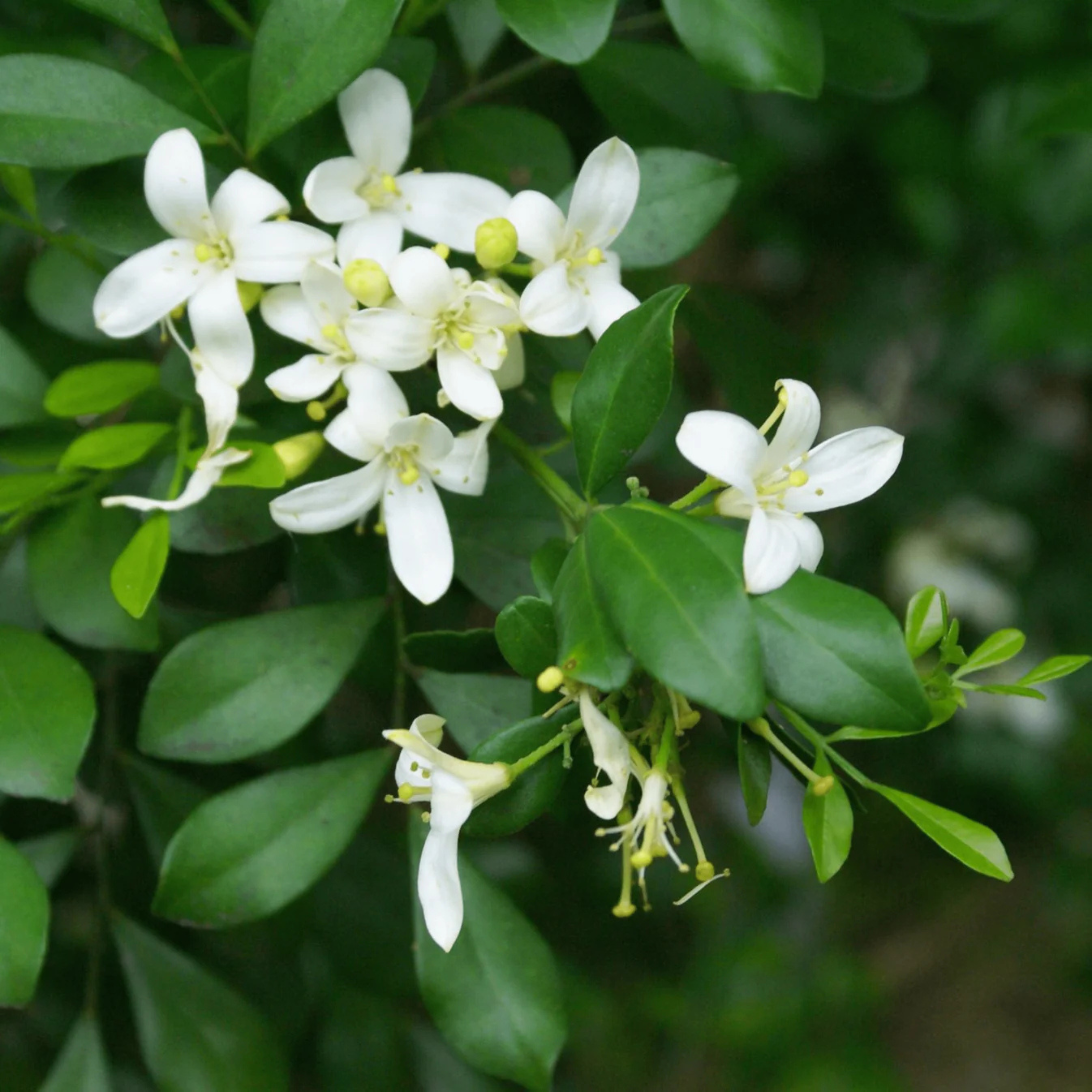 Dwarf Kamini (Murraya Paniculata) Live Plant – Rare Fragrant Flowering ...