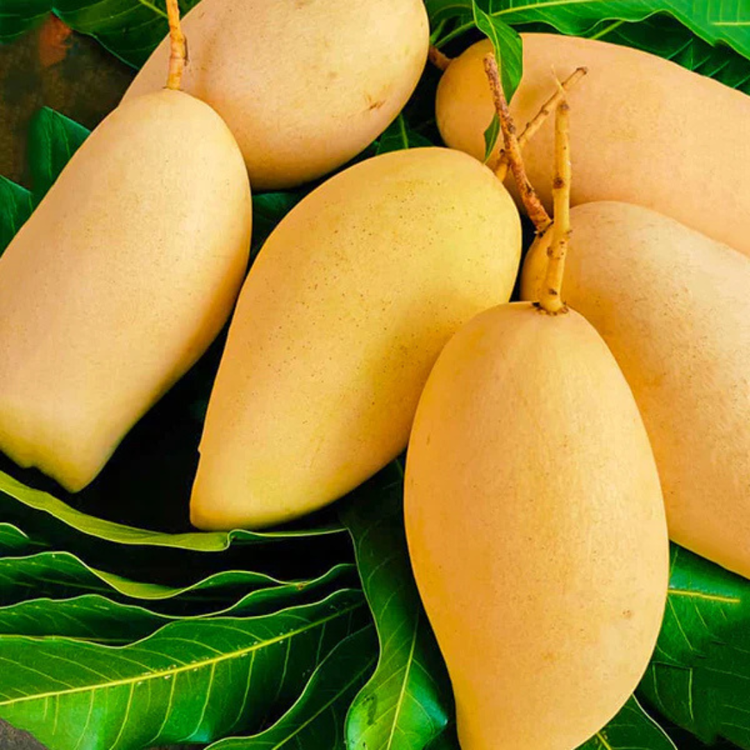 Buy Dwarf Nam Doc Mai Mango Grafted Live Plant Online | Sweet Thai ...