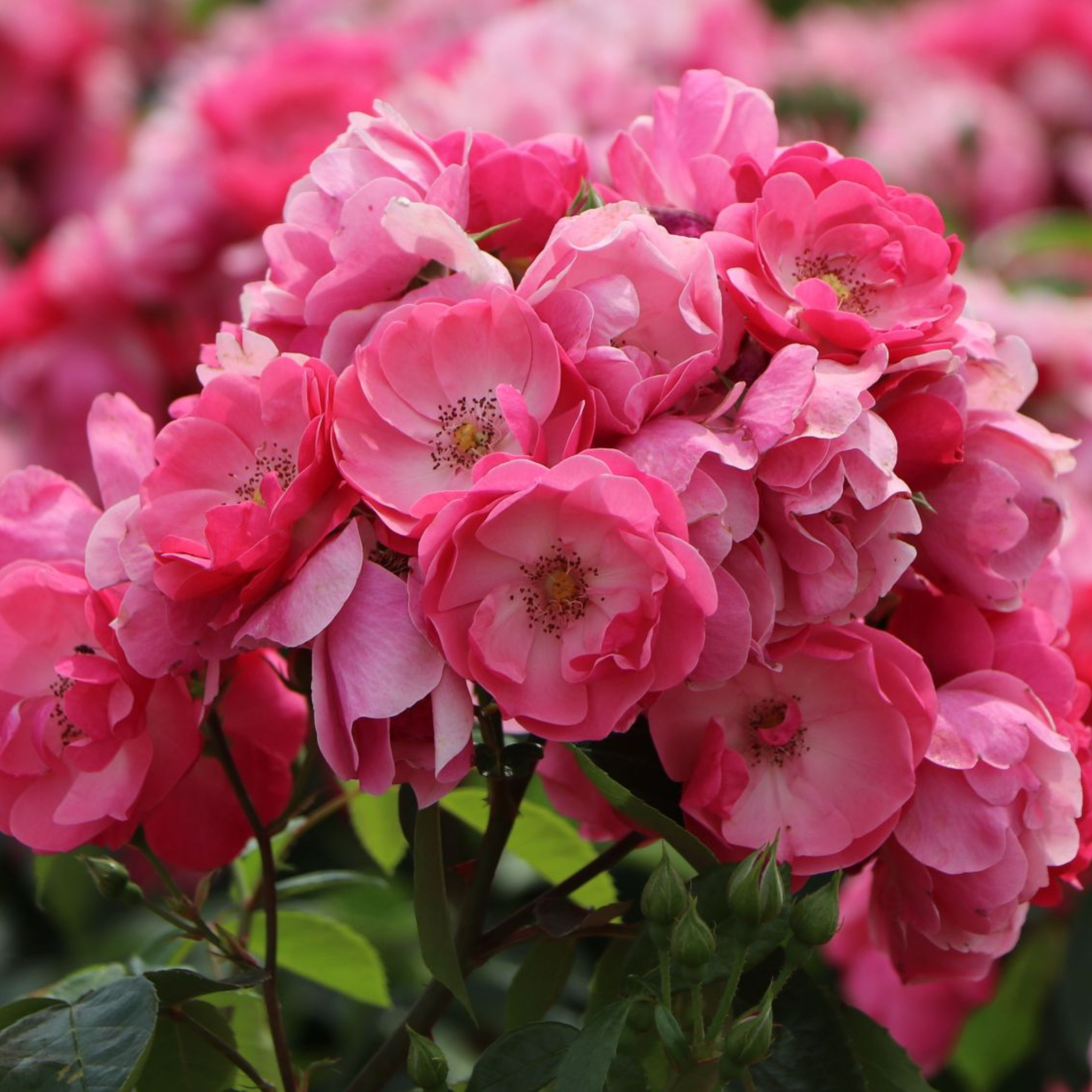 Angela Climbing Rose Live Plant Online – Fragrant Pink Flowering ...
