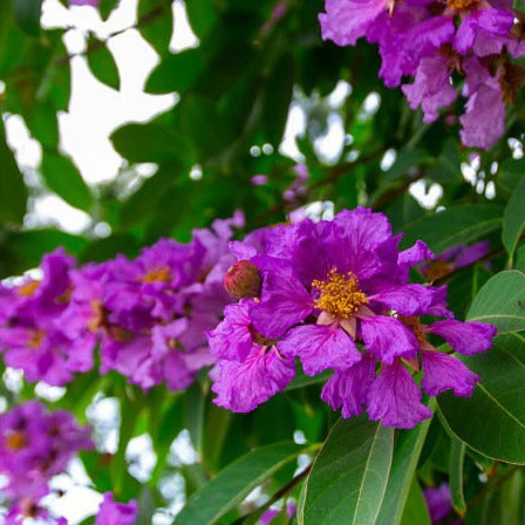 Lagerstroemia Speciosa Purple (Pride of India) Live Plant | Purple ...