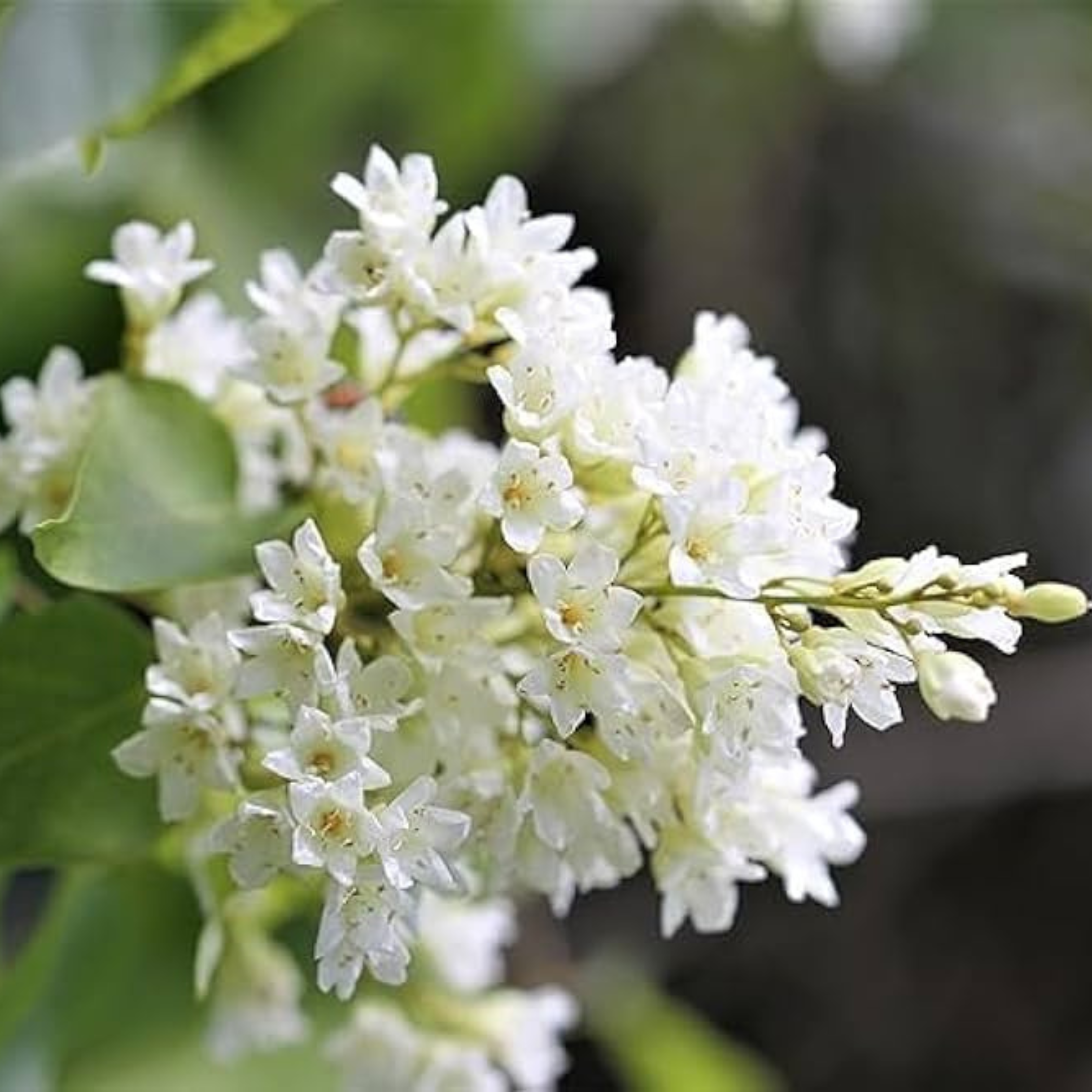 Porana Paniculata (Manimulla) Live Plant – Fragrant Flowering Climber ...