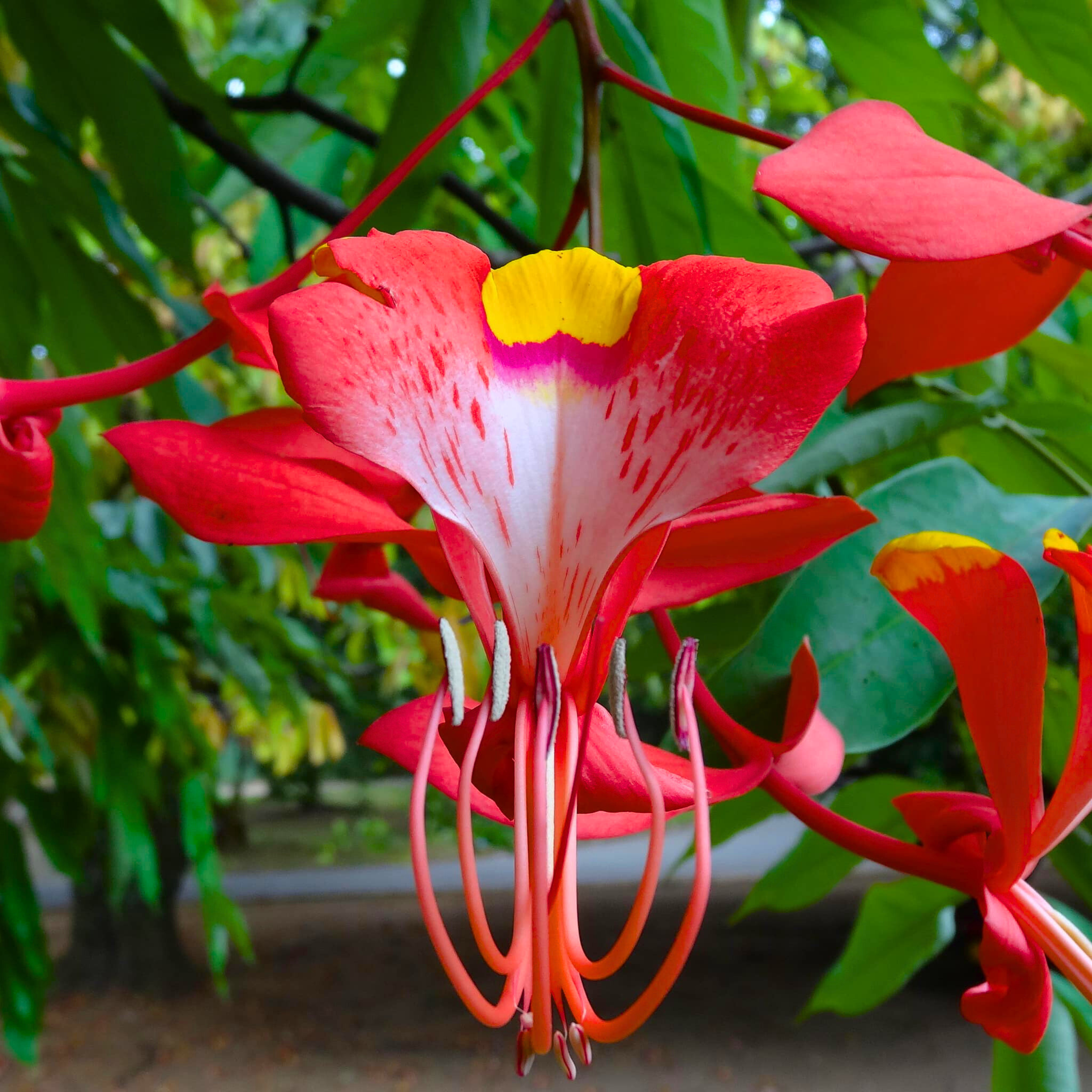 Pride of Burma (Amherstia Nobilis) Simsapa Layered Live Plant | Rare ...