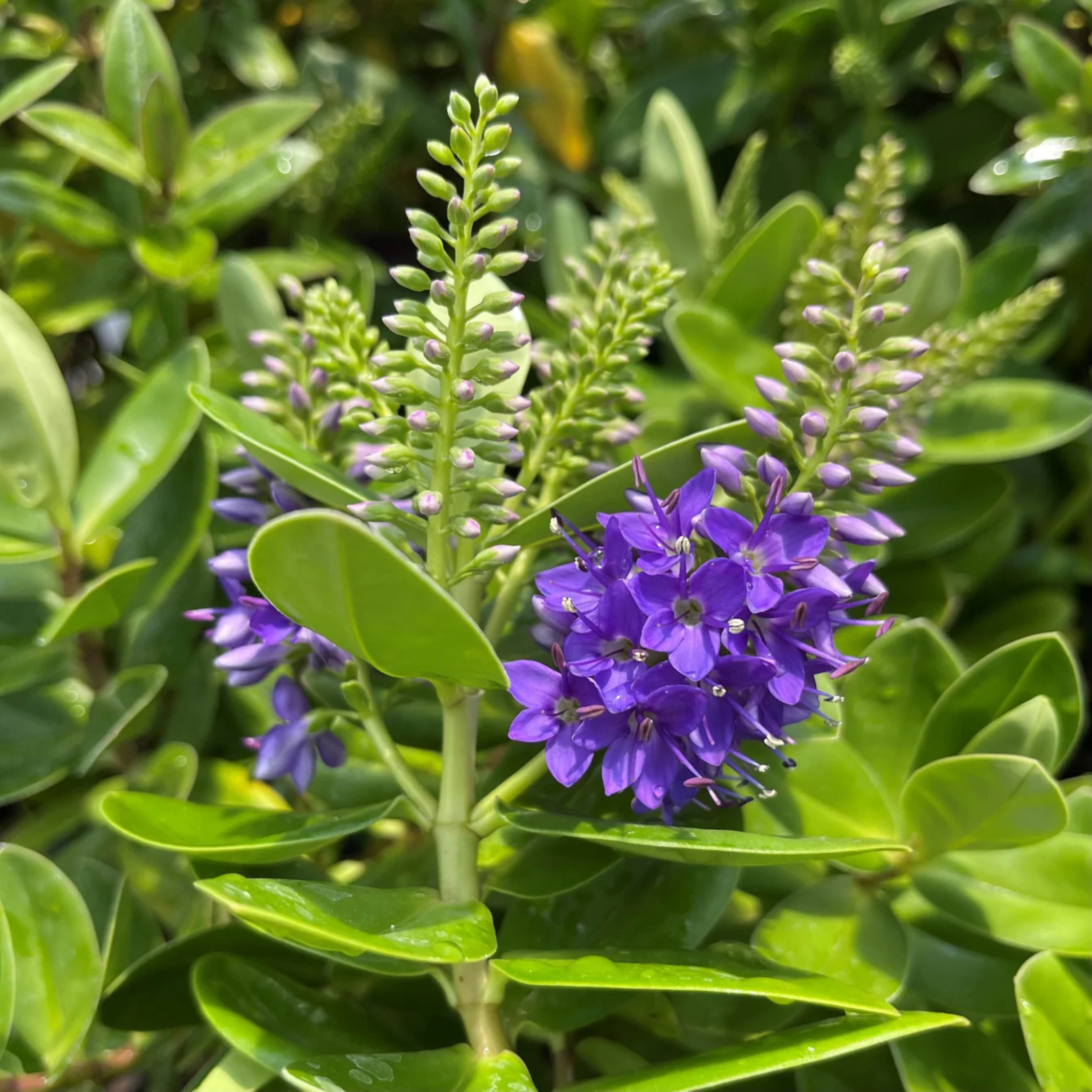 Hebe Speciosa Blue Rare Flowering Live Plant | Buy Veronica speciosa ...