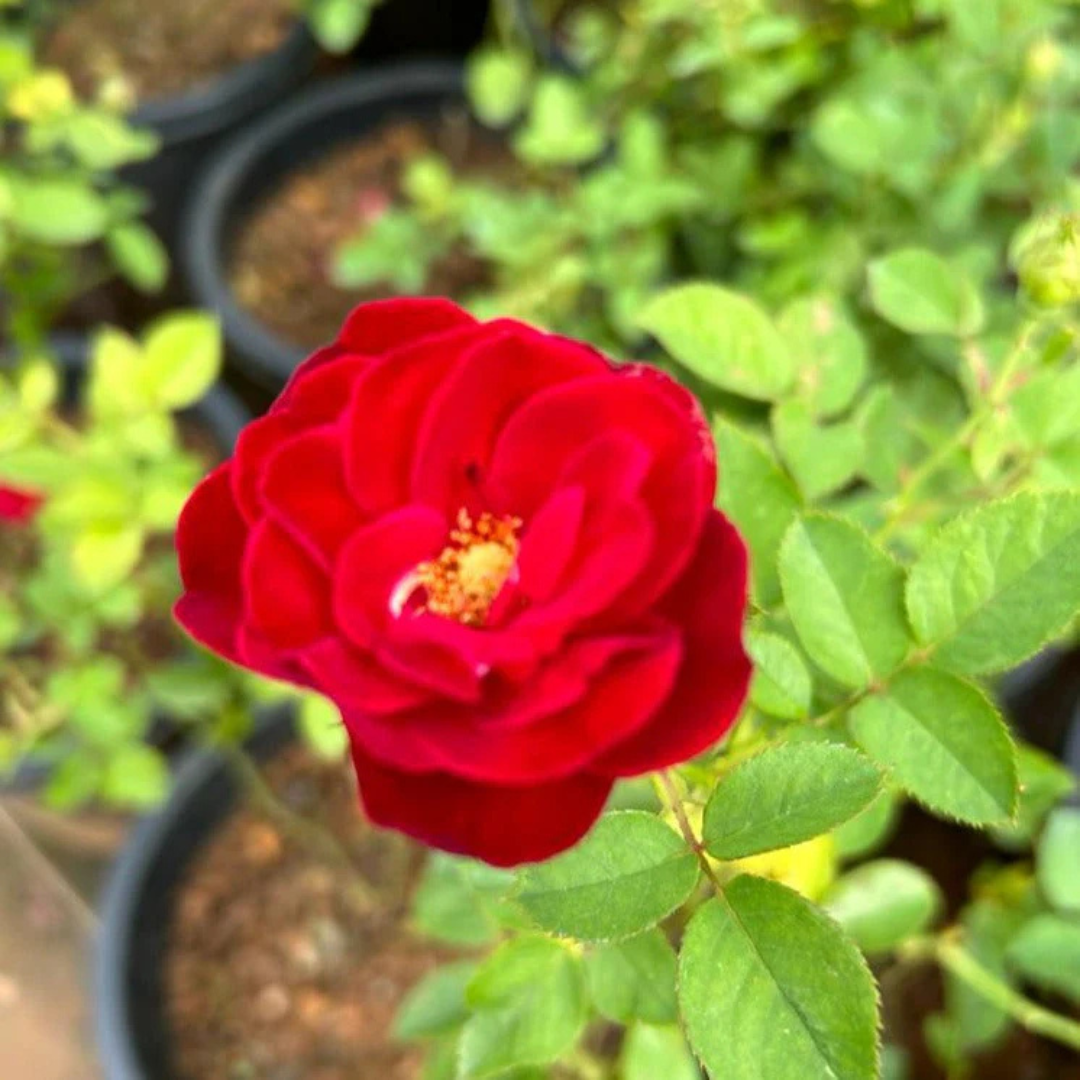 Red Pinocchio Rose Grafted Live Plant | Buy Hybrid Rose Online ...