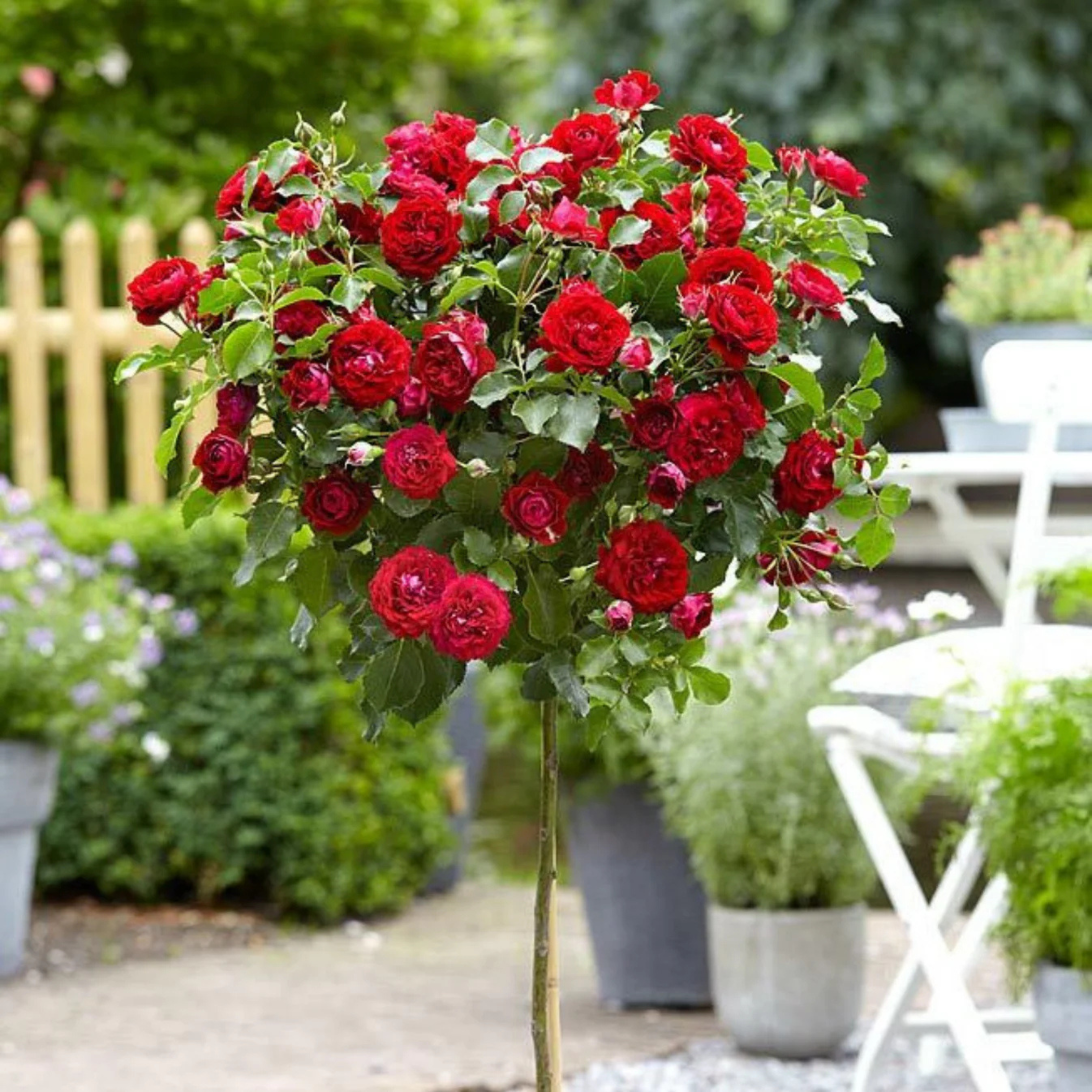 Standard Rose Red Grafted Rare Flowering Live Plant | Buy Stem Rose ...