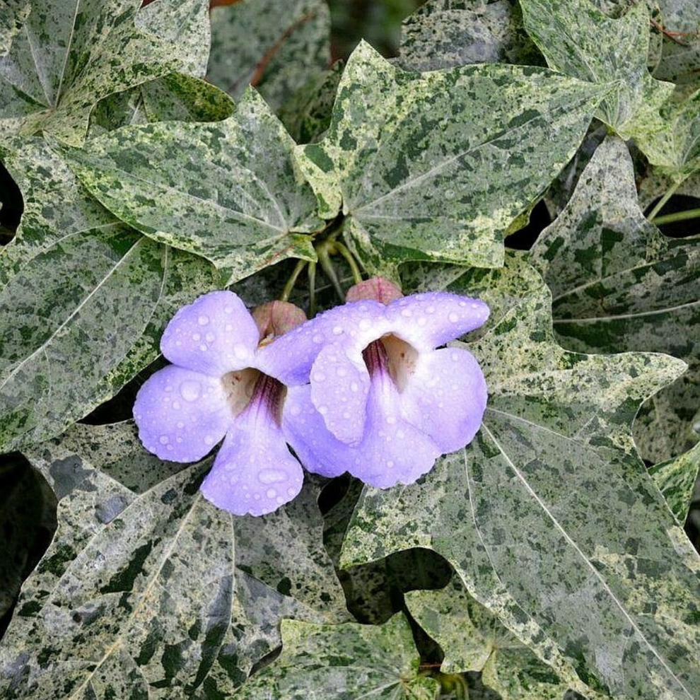Variegated Thunbergia Grandiflora Vine Live Plant | Flowering Climber ...